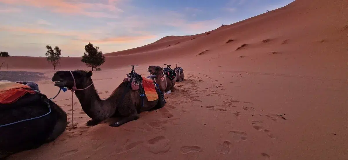 3 Days Fes To Marrakech Group Budget Desert Tour - Morocco First Gate